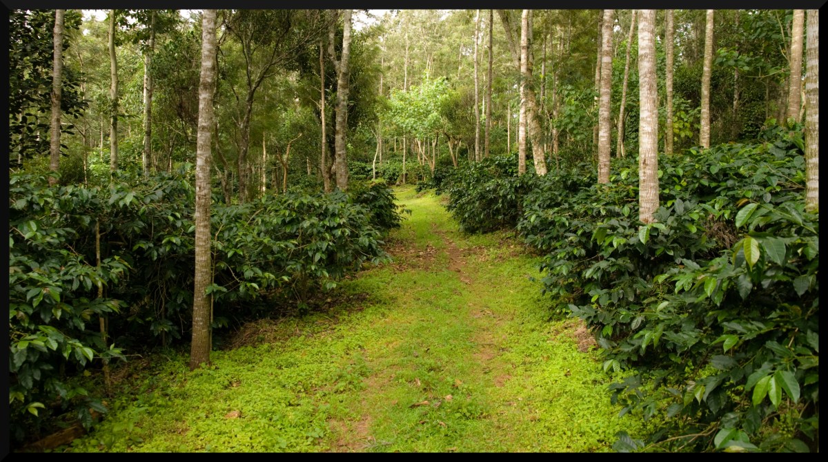 Rewind Time at Yercaud – Footloose Forever